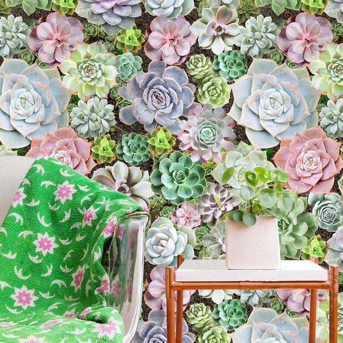 Succulent Living Wall Wallpaper Multicoloured | Wallpaper Shop